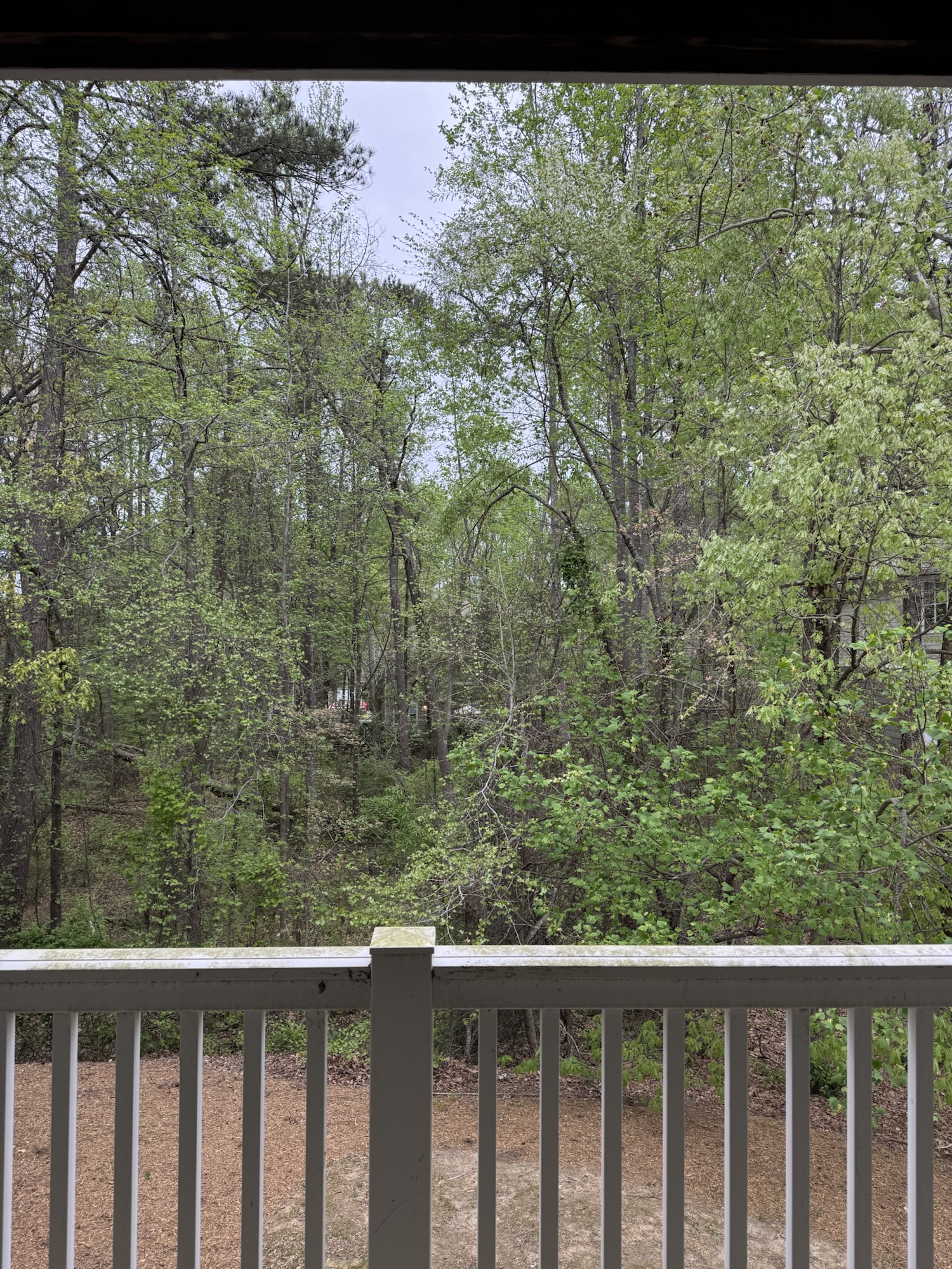 View from My Balcony – Mischa Fox